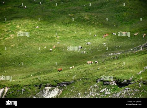 Alm Almwiese Hohe Tauern Hütte Stall Wiese Grün saftig Sommer