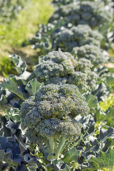 The 10 Best Broccoli Varieties To Grow At Home Gardeners Path