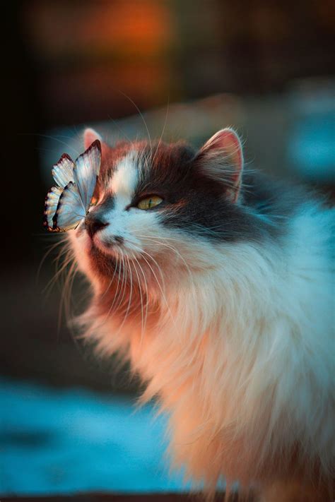 Very Cute Cats Wallpapers Wallpaper Cave