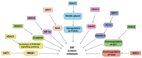 Ijms Free Full Text The Roles Of Histone Deacetylases In The