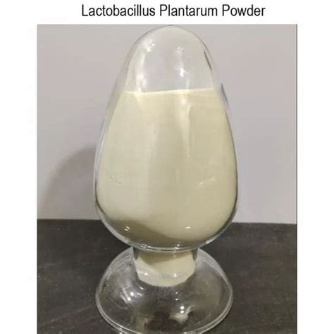 Lactobacillus Plantarum Powder at ₹ 700/kg | Kim | Surat | ID: 23349996862