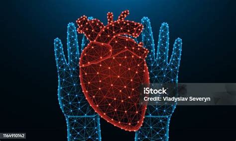 손과 인간의 심장 낮은 폴리 디자인 다각형 스타일의 인간 기관 진한 파란색 배경에 포인트와 선으로 만든 심장 와이어 프레임 벡터