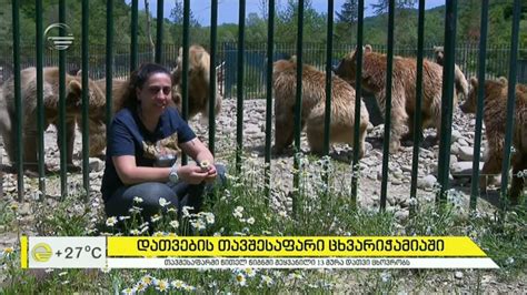 დათვების თავშესაფარი ცხვარიჭამიაში Youtube