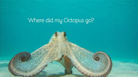 Where Did My Octopus Go As A Sales Management And Leadership Trainer I Often Meet Successful