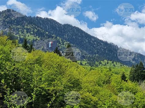 Безплатни фиданки ще раздава Държавно горско стопанство Смилян за Седмицата на гората Утро