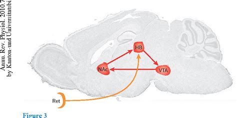 Retinohypothalamic Tract Semantic Scholar