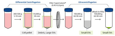Exosome Isolation And Detection Bio Techne