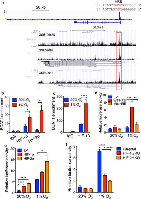 Bcat1 Is A Direct Hif 1 Target Gene A The Genome Browser Snapshots Of