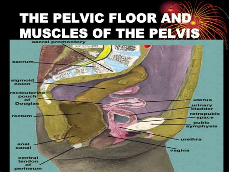 Ppt Female Pelvic Anatomy Powerpoint Presentation Free Download Id5391607