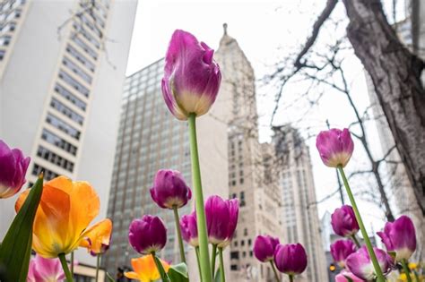 73 000 Tulips City Pictures