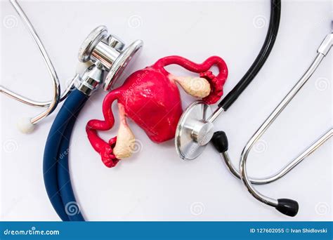 Medisch Concept In Verloskunde En Gynaecologie Anatomisch
