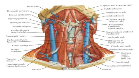Diagram Of Muscles In Anterior Triangle Of Neck Quizlet