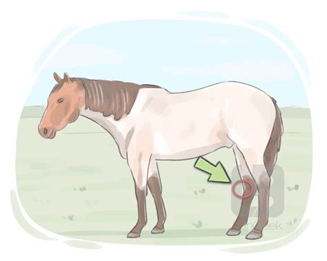 Definition And Meaning Of Hock Joint Langeek
