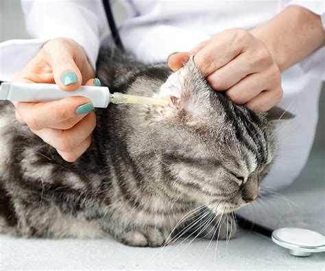 How To Clean And Treat Ear Mites In Cats Hartz