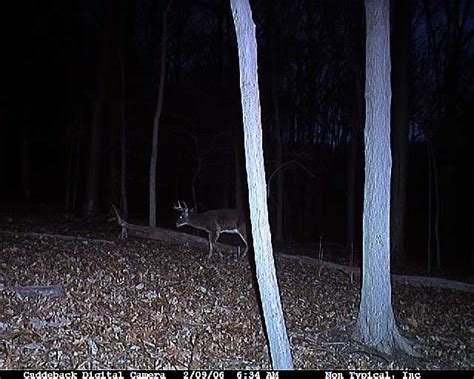 Strange Trail Cam Pictures