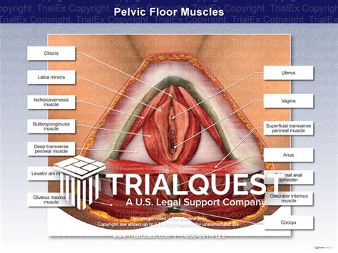 Pelvic Floor Muscles Trialquest Inc