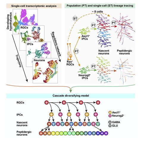 Cascade Diversification Directs Generation Of Neuronal Diversity In The
