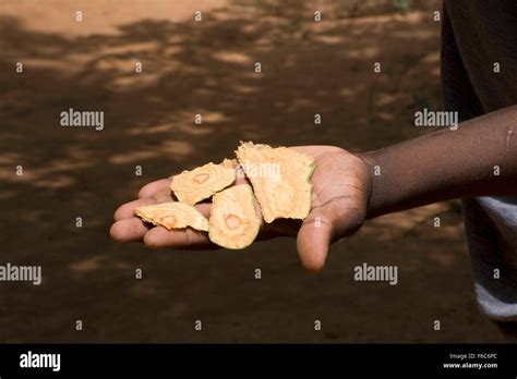 Fresh cinnamon bark Stock Photo - Alamy