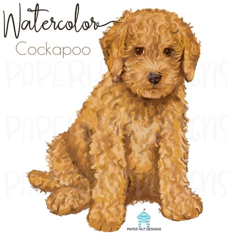 Watercolor Cockapoo Digital Clipart Designsublimation Cockapoo