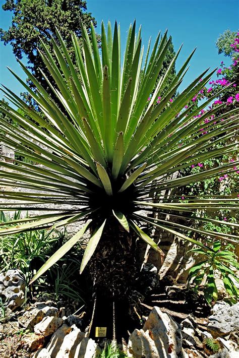 Yucca Carnerosana Urban Jungle Plant Nursery