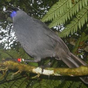 Bird Calls Mahinepua Radar Hill Landcare Group