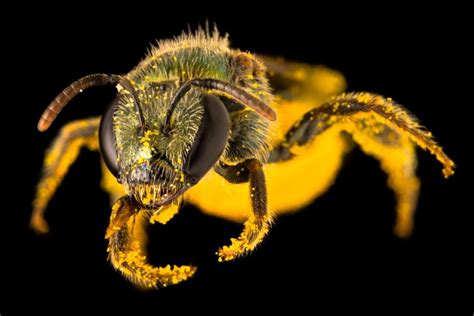 Explained The Weird World Of Frog Sex