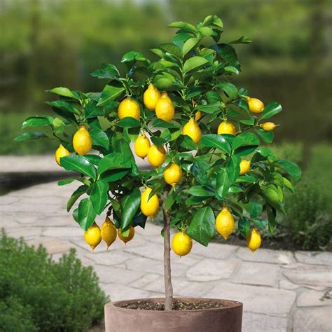 Citrus Limonia How To Care And Grow For A Lemon Tree Houseplant Central