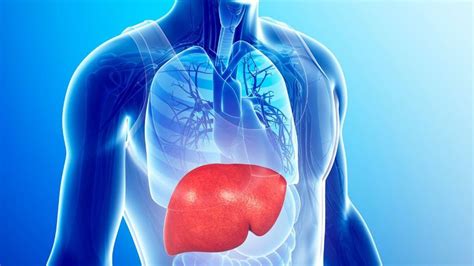Liver Health এসব হওয়া মানেই লিভারের জোর কমছে লক্ষণ অবহেলা করলেই বিপদ