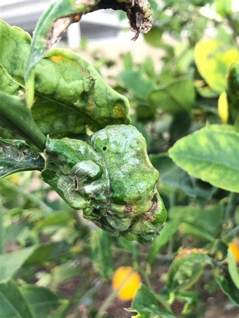 Lemon Tree Disease How To Treat Pictures Inside General Fruit