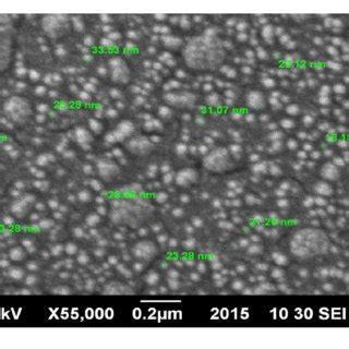 Scanning Electron Microscope SEM Micrographs Morphological
