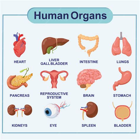 인간의 내부 장기 Infographic 해부학 몸 뇌 및 신장 간 및 폐 위 및 심장 프리미엄 벡터