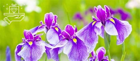 Natures Rainbow In Blossom A Guide To Iris Flowers Meaning 2026