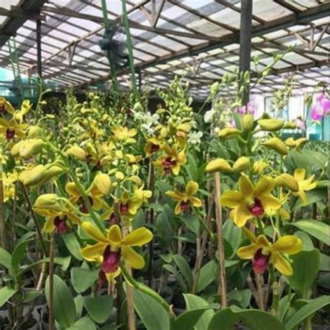 Jual Tanaman Hias Anggrek Dendrobium Bunga Kuning Shopee Indonesia