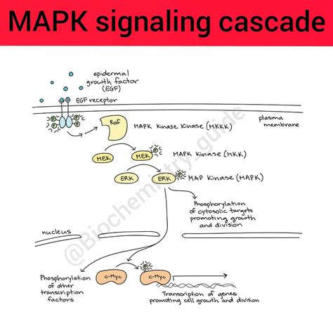 Mapk Signaling Cascade This Diagram Biochemistryguide Facebook