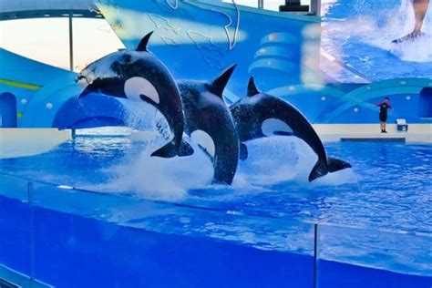 2022上海海昌海洋公园门票多少钱旅泊网