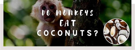 ᐅ Do Monkeys Eat Coconuts Toxic or Healthy