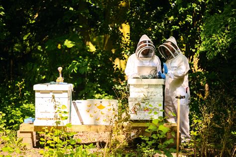 The Honeybees Versus The Murder Hornets Msi Net Inc And Mcloudserv