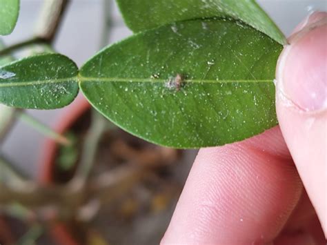 Quest Ce Que Cest Et Est Ce Que Cest Dangereux R Jardin