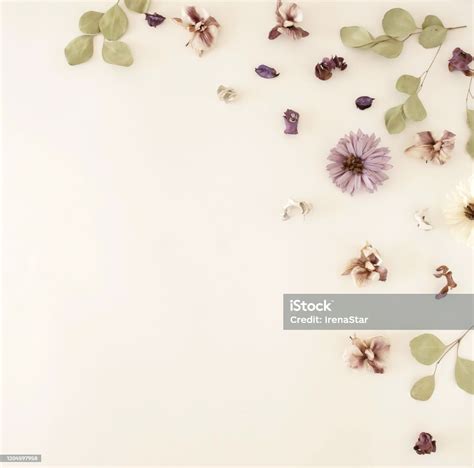 흰색 배경에 말린 꽃과 유칼립투스 잎 패턴 상단보기 평평한 누워 공간을 복사합니다 미니멀 플로럴 카드 0명에 대한 스톡 사진 및 기타 이미지 Istock
