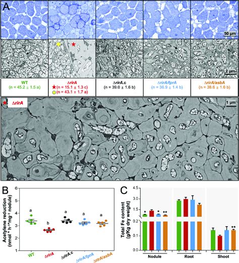 Suppressor Mutations Rescue Defects Of The DrirA Mutant In