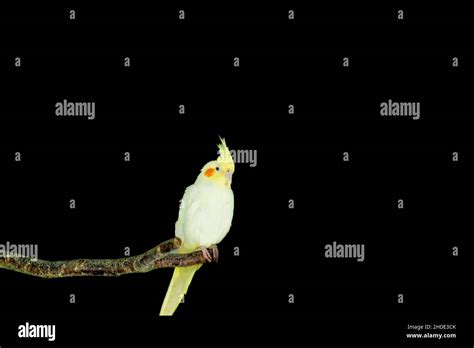 White Cockatiel With Yellow Crest And Orange Cheecks On Perch Stock