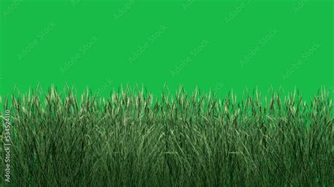 Green Grass Background Green Screen Motion Effect Stock Video Adobe Stock