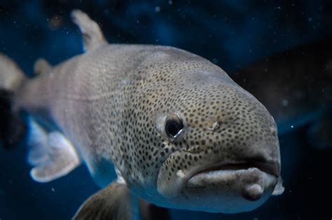 20090420 Aquarium 7 Ito 幻の淡水魚、イトウ。貫禄があったんだけど、水槽の中ではあんまし動 Flickr