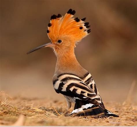 Love Birds Beautiful Birds Animals Beautiful Cute Animals Wild