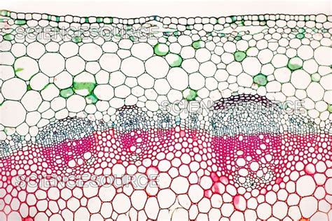 Mint Stem Light Micrograph Stock Image Science Source Images