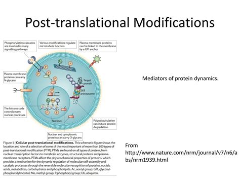 Ppt Post Translational Modifications Powerpoint Presentation Free