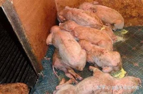猪腹泻拉稀怎么办？简单直接治疗猪拉稀方法 知乎