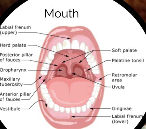 Midterm 2 Digestive System Flashcards Quizlet