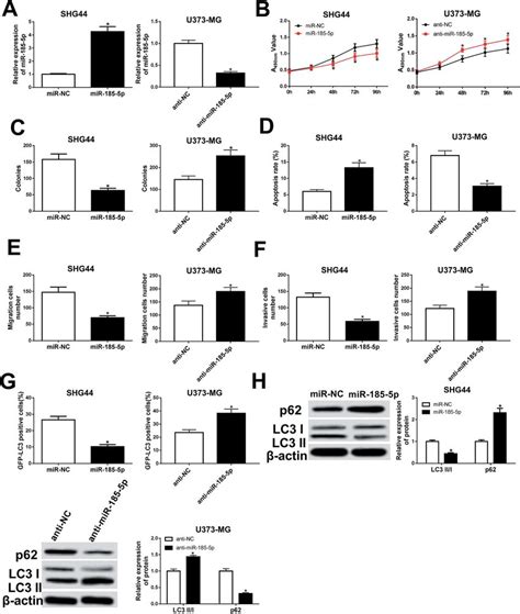 Mir 185 5p Regulated Cell Proliferation Migration Invasion