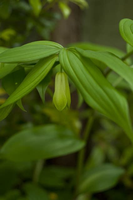 ホウチャクソウ 宝鐸草 Disporum sessile ユリ科チゴユリ属 fl clover hahaniwa Flickr